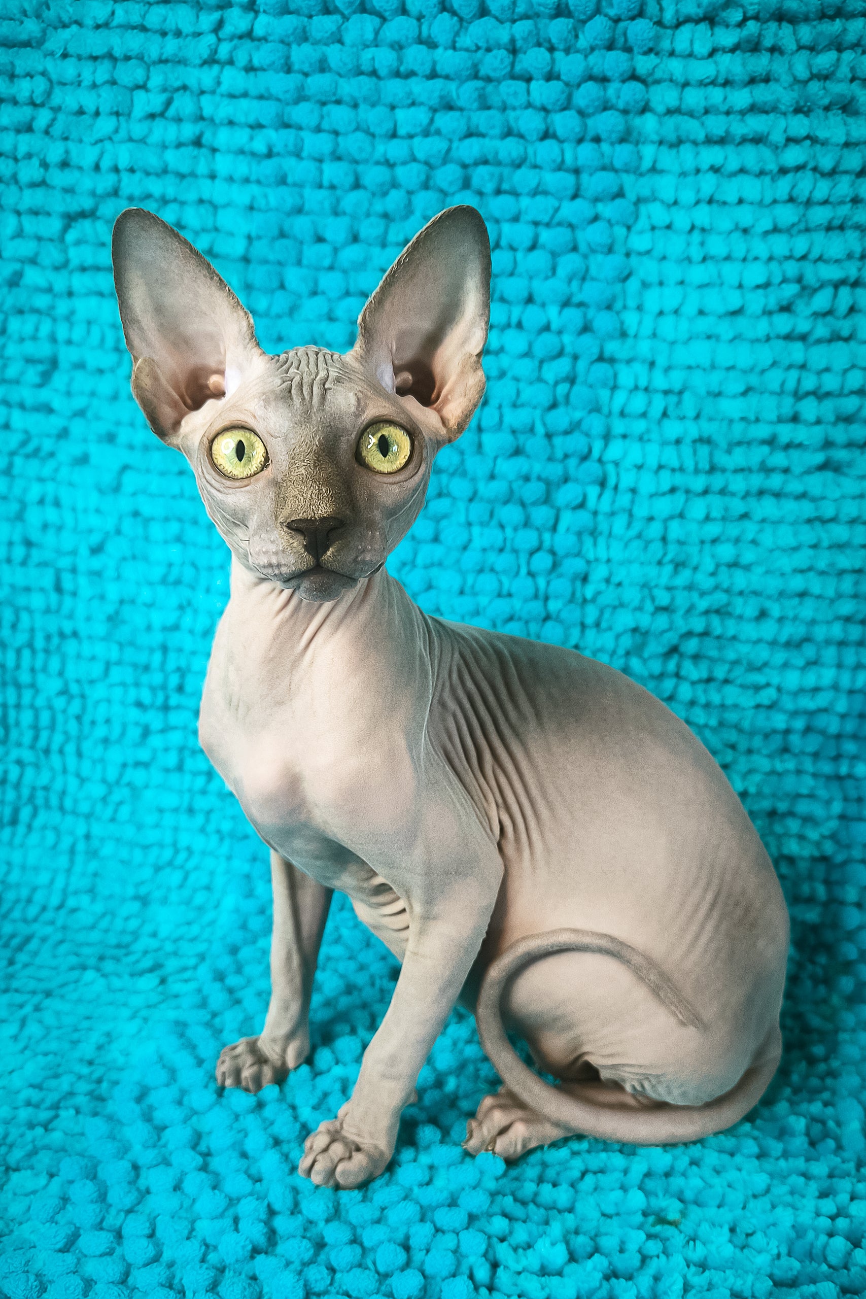 Adopt your Loving Canadian Sphynx Kitten Today – Purebred Kitties