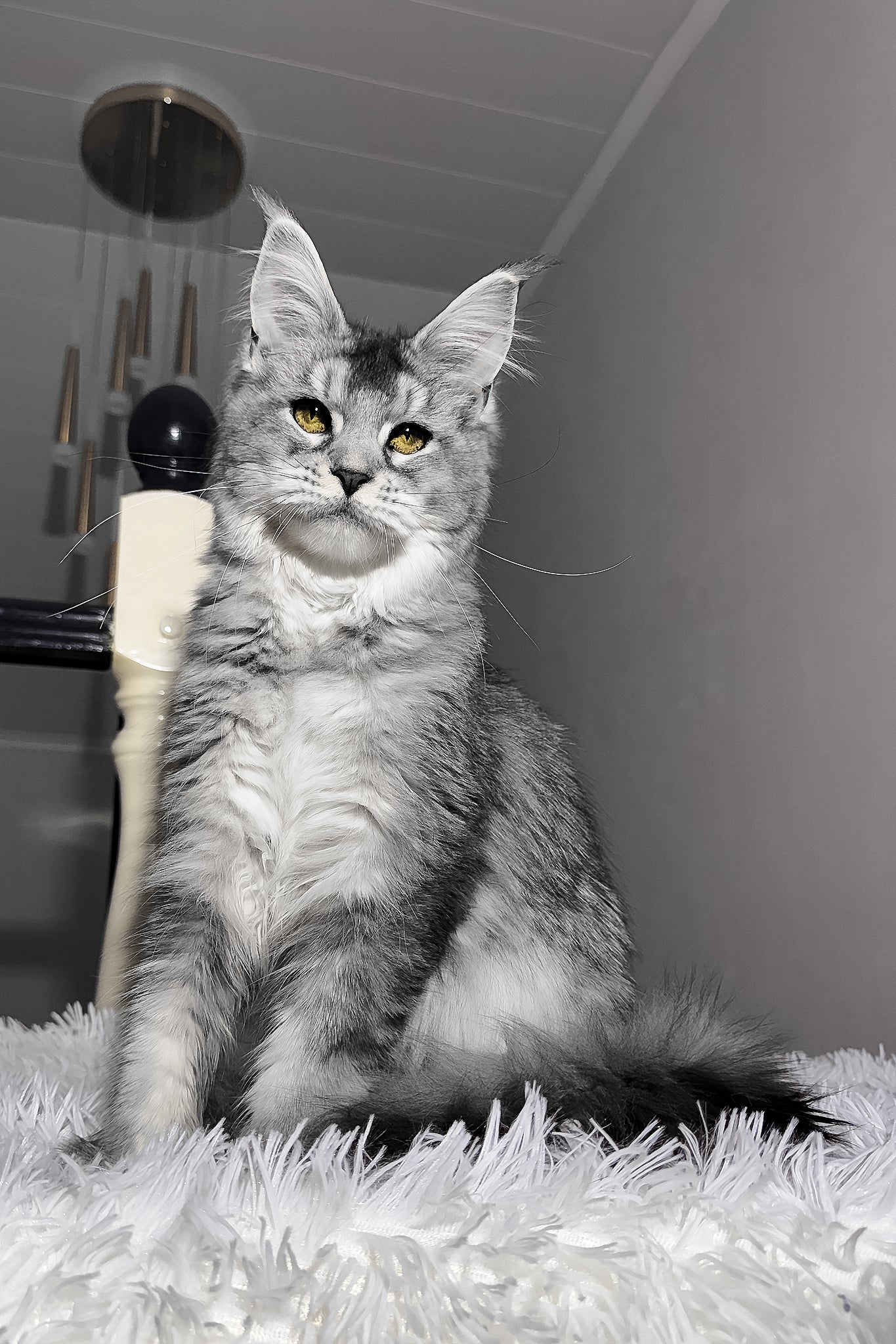Sapphire Maine Coon Kitten Fluffy And Beautiful