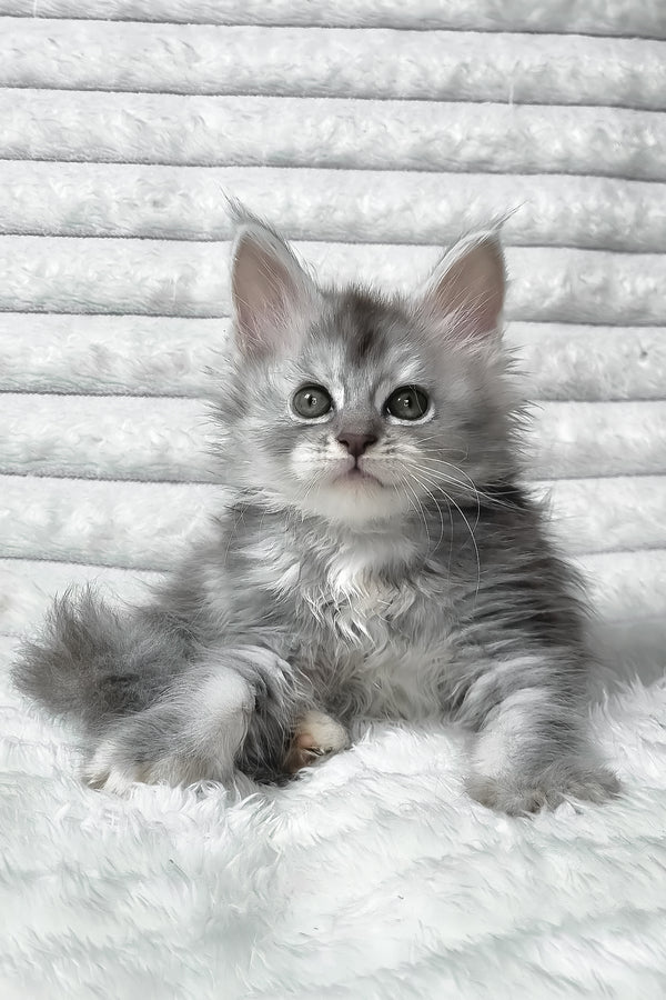 Sara Maine Coon Kitten with Striking Green Eyes