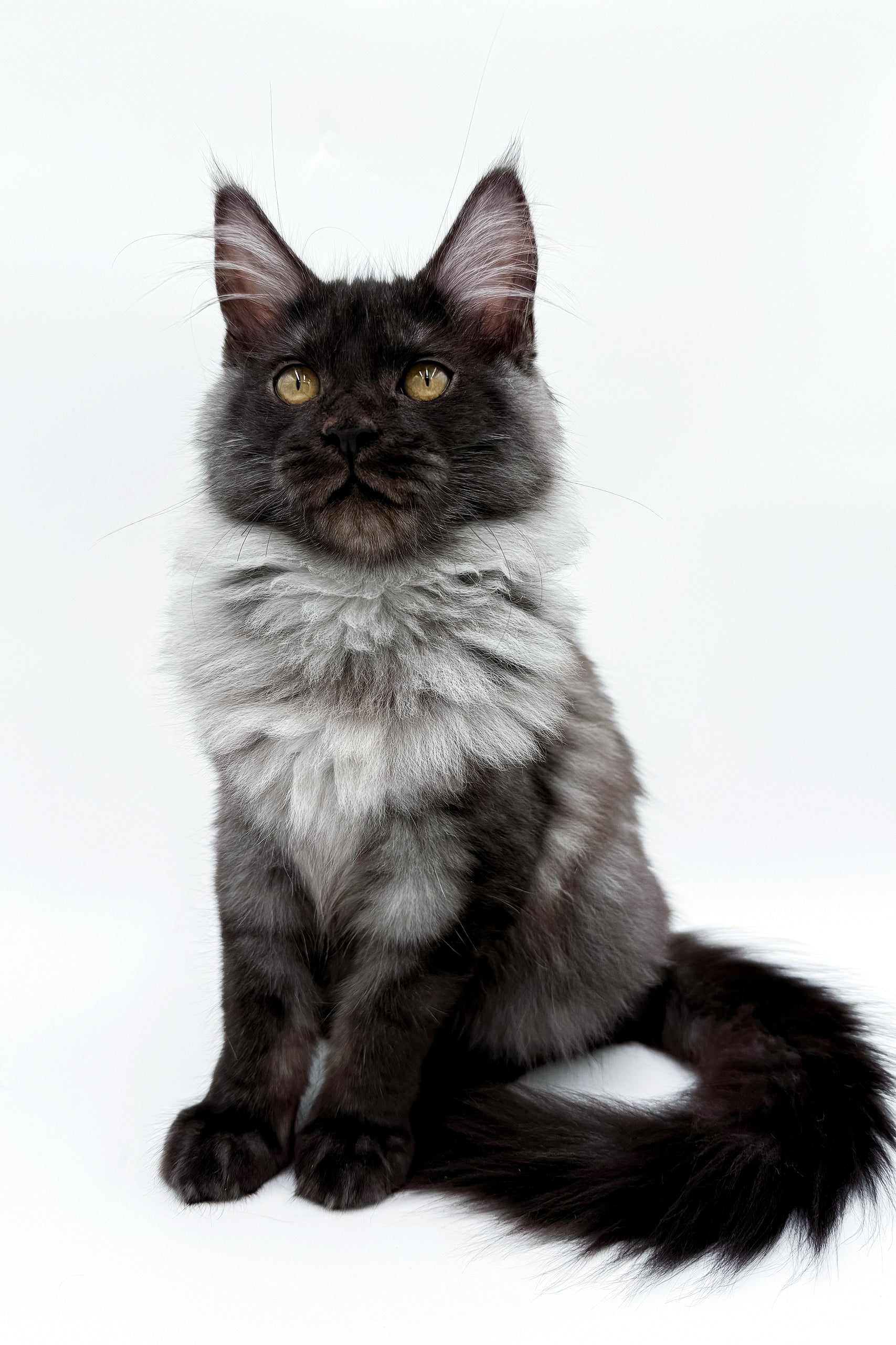 Love Smokey Mighty Maine Coon Kitten with Golden Eyes