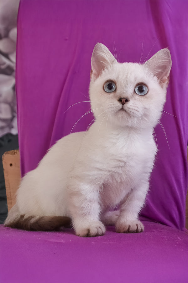 Teddy Munchkin Kitten Fluffy Blue Smoke Tabby Point Beauty
