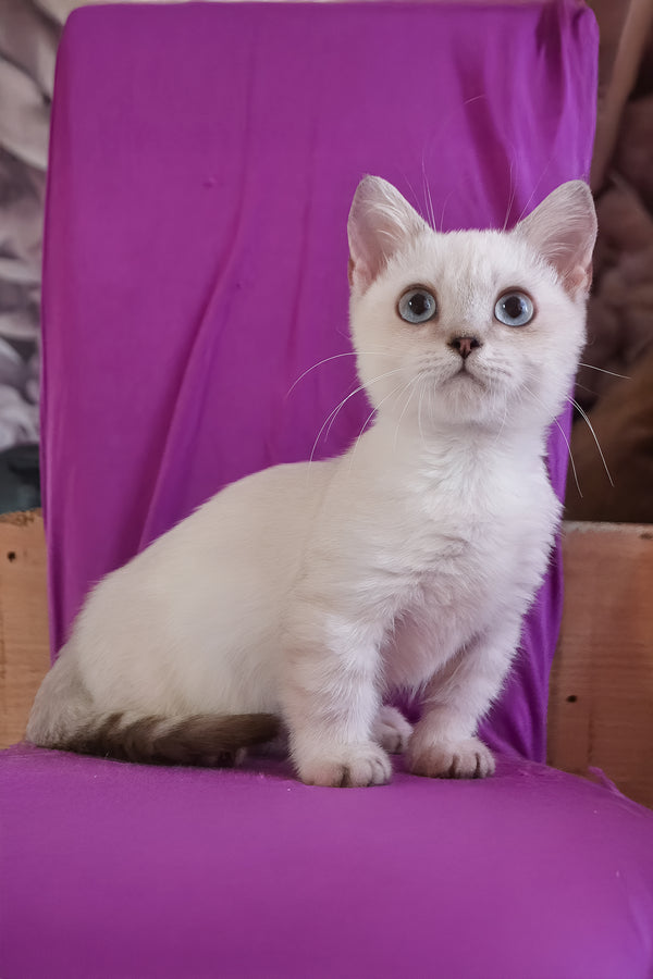 Teddy Munchkin Kitten Fluffy Blue Smoke Tabby Point Beauty