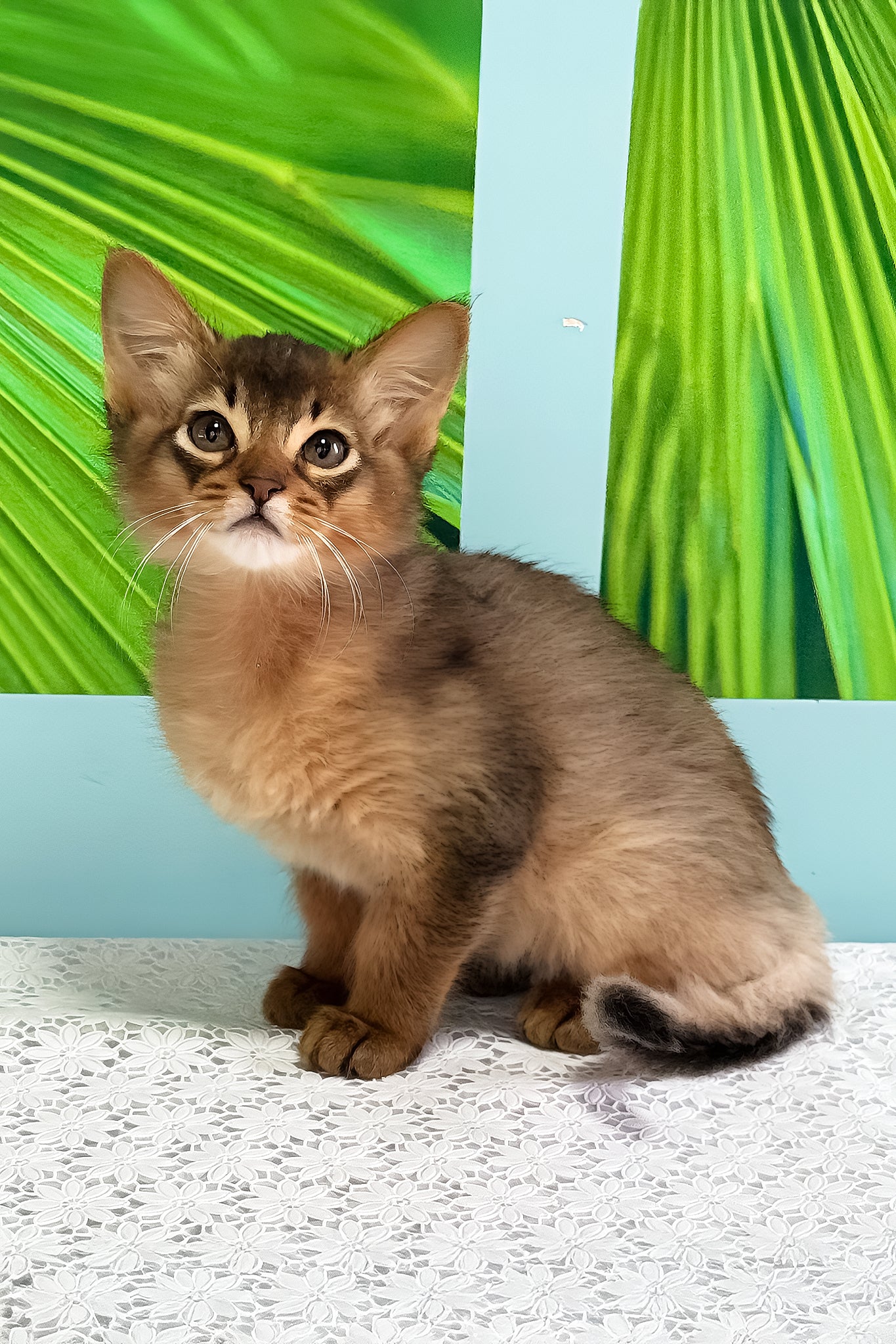 Adopt Ukrop the Charming Somali Kitten Today