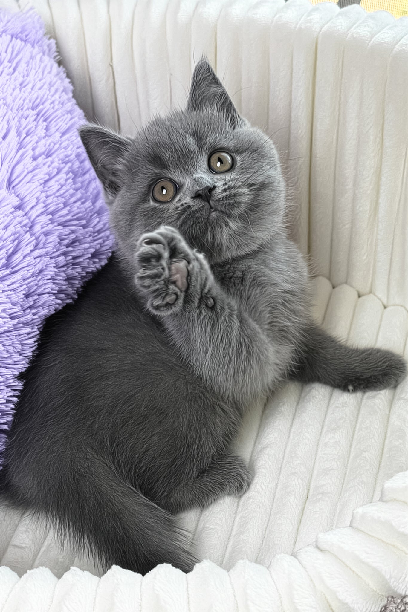 Sweet Yama British Shorthair with Golden Eyes