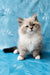 Adopt Zefir Your Fluffy Siberian Kitten Today