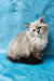 Adopt Zefir Your Fluffy Siberian Kitten Today