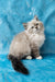 Adopt Zefir Your Fluffy Siberian Kitten Today