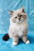 Adopt Zefir Your Fluffy Siberian Kitten Today