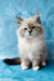 Adopt Zefir Your Fluffy Siberian Kitten Today
