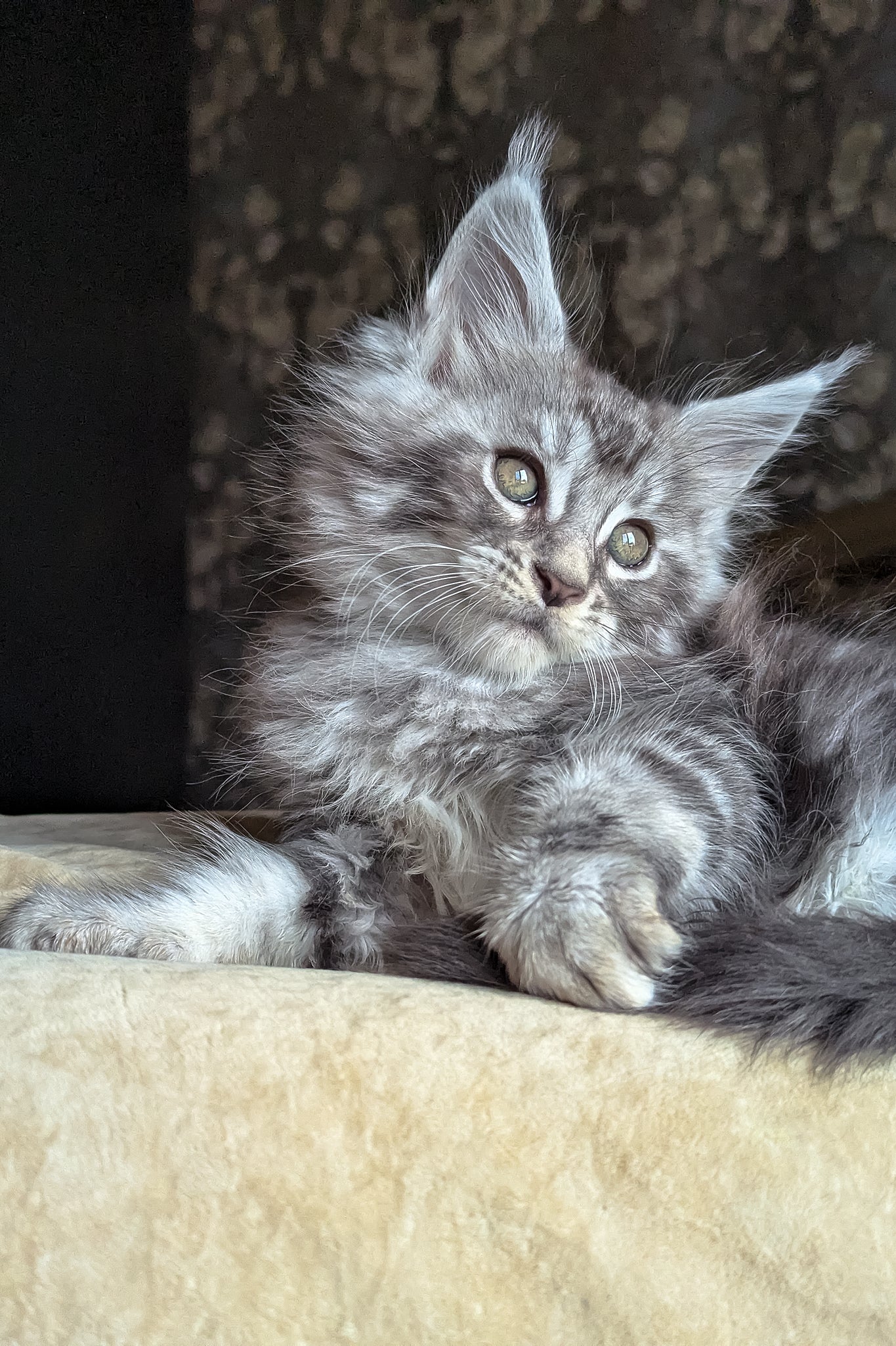 Zoltan Maine Coon Kitten with Yellow-Brown Eyes