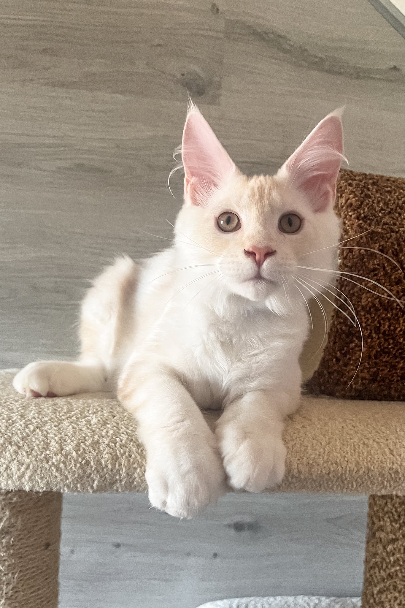 Meet Leha the Majestic Red Silver Maine Coon Kitten