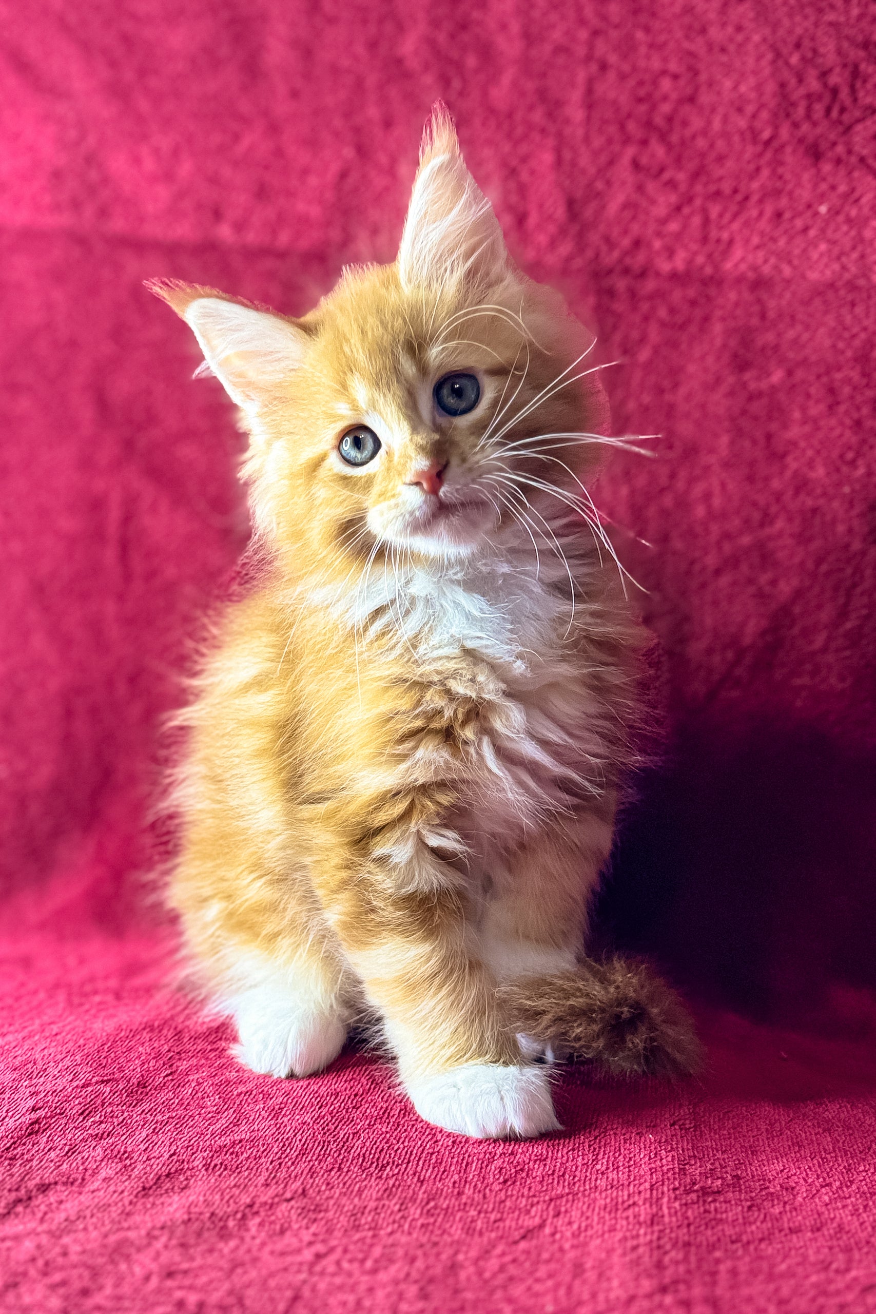 Meet Mark: A Loving Maine Coon Kitten