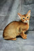 Douglas Abyssinian Kitten with Ruddy Fur & Green Eyes
