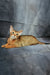 Douglas Abyssinian Kitten with Ruddy Fur & Green Eyes