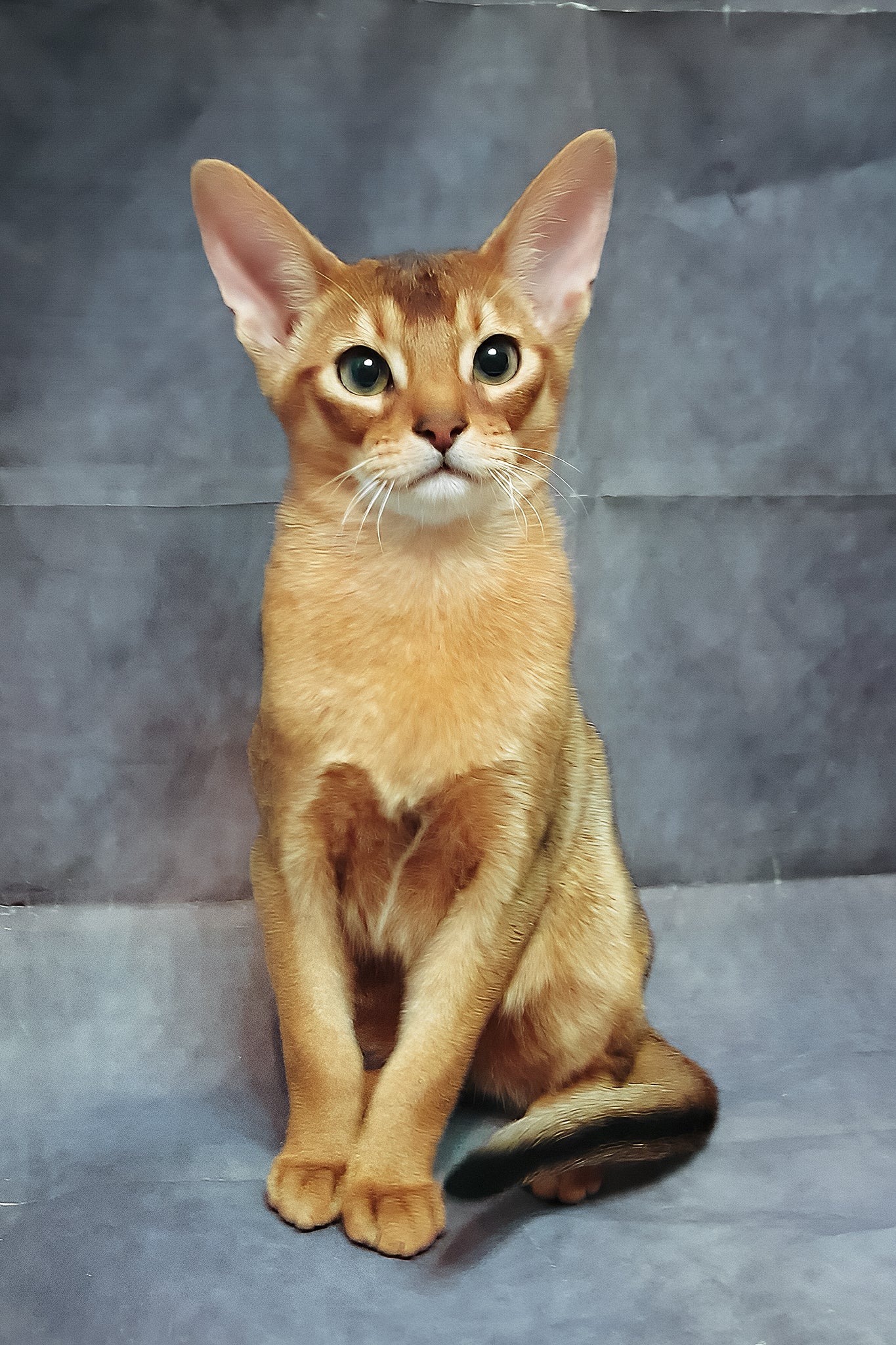 Douglas Abyssinian Kitten with Ruddy Fur & Green Eyes