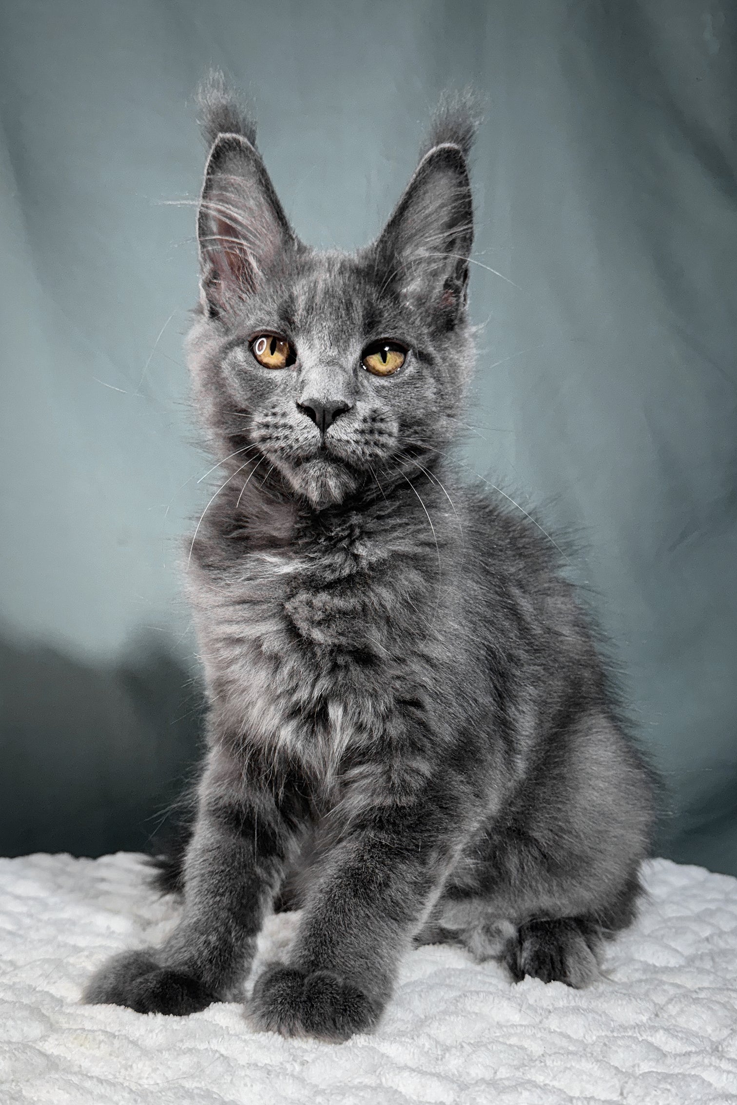 Ultimate Guide to Bombay Cats: Care, History, and Personality Insights ...