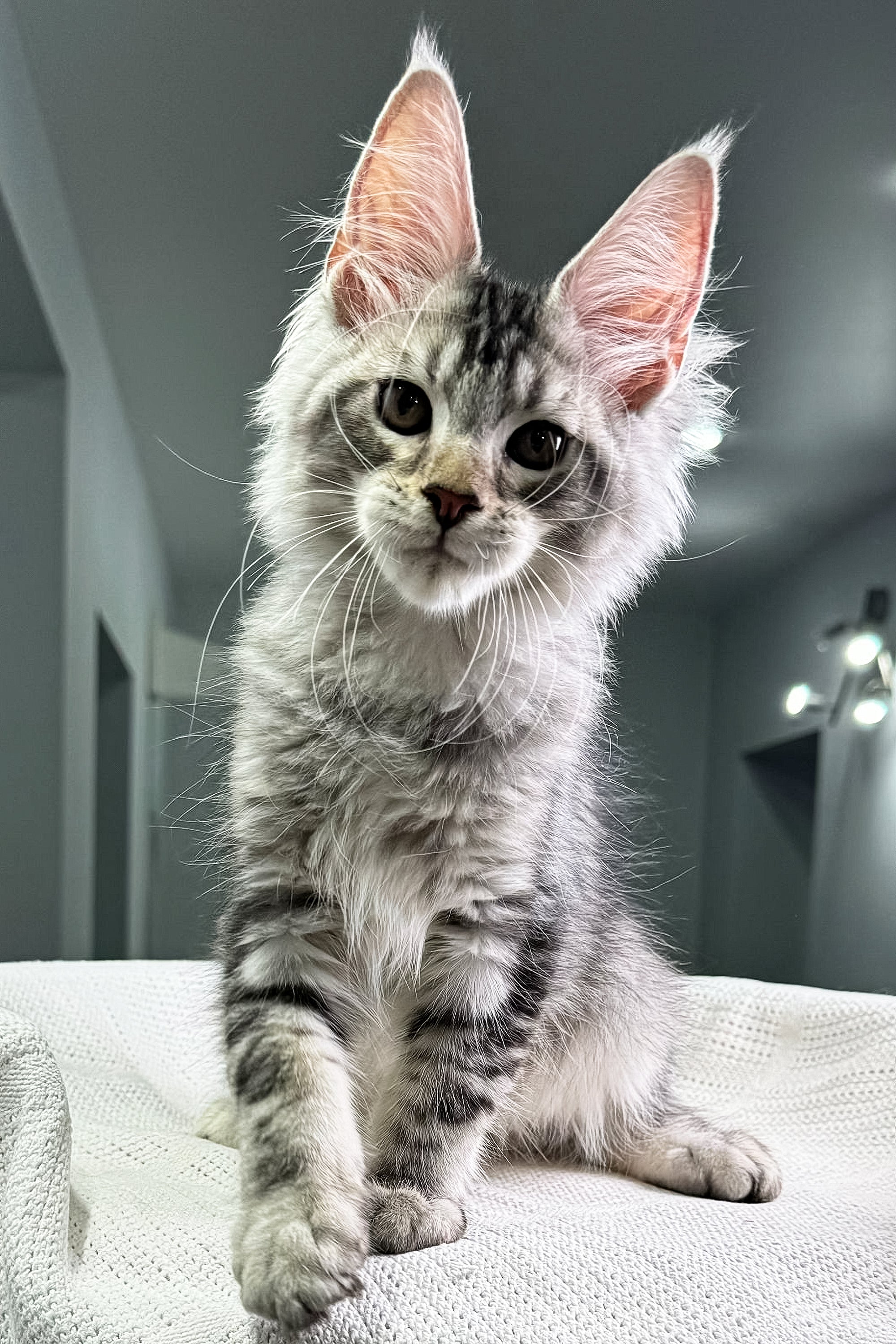 Adopt your Sweet Maine Coon Kitten, Al Tempo! – Purebred Kitties