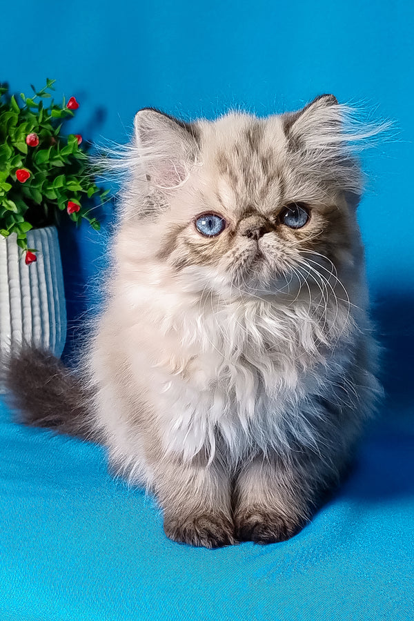 Adopt Barbie, Your Loving Persian Kitten Today – Purebred Kitties