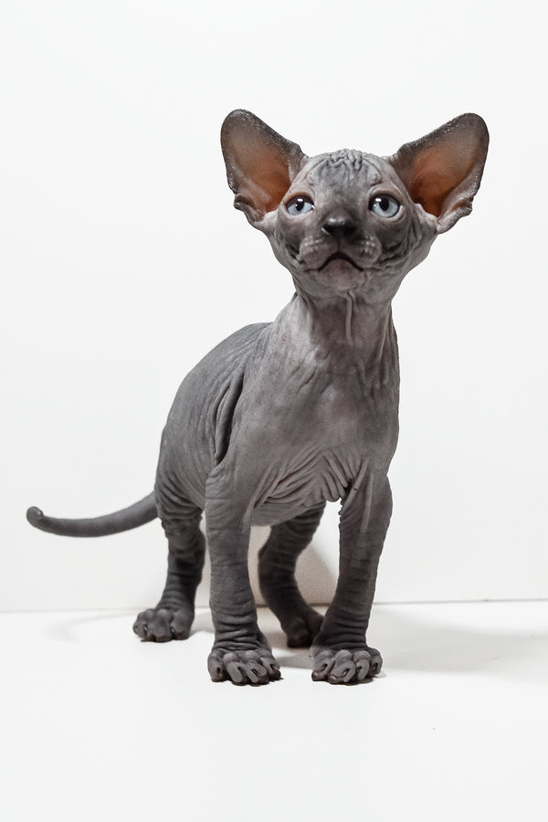 Adopt your Adorable Bourbon Elf Sphynx Kitten Today! – Purebred Kitties