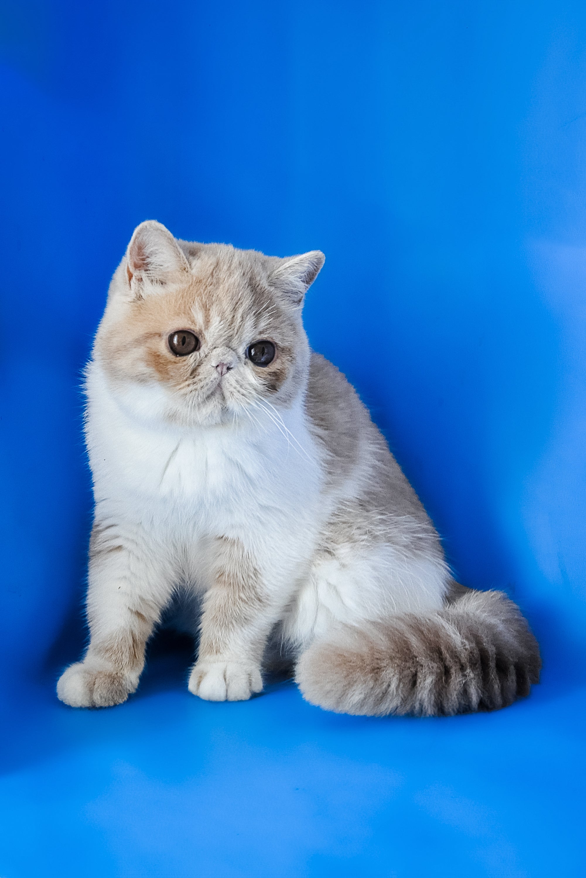 Meet Caramel the Exotic Shorthair Kitten