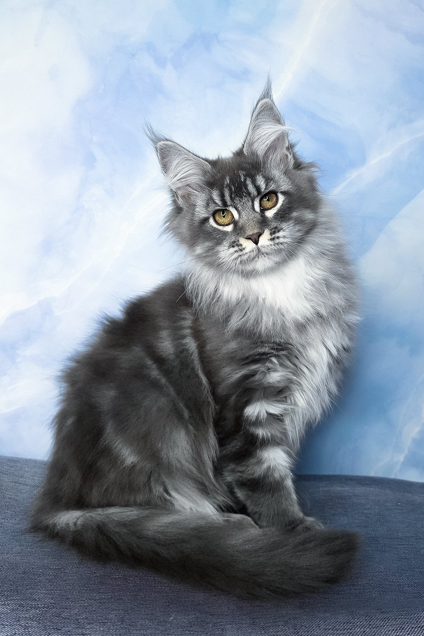 Dindy Maine Coon Kitten with Bright Yellow Eyes