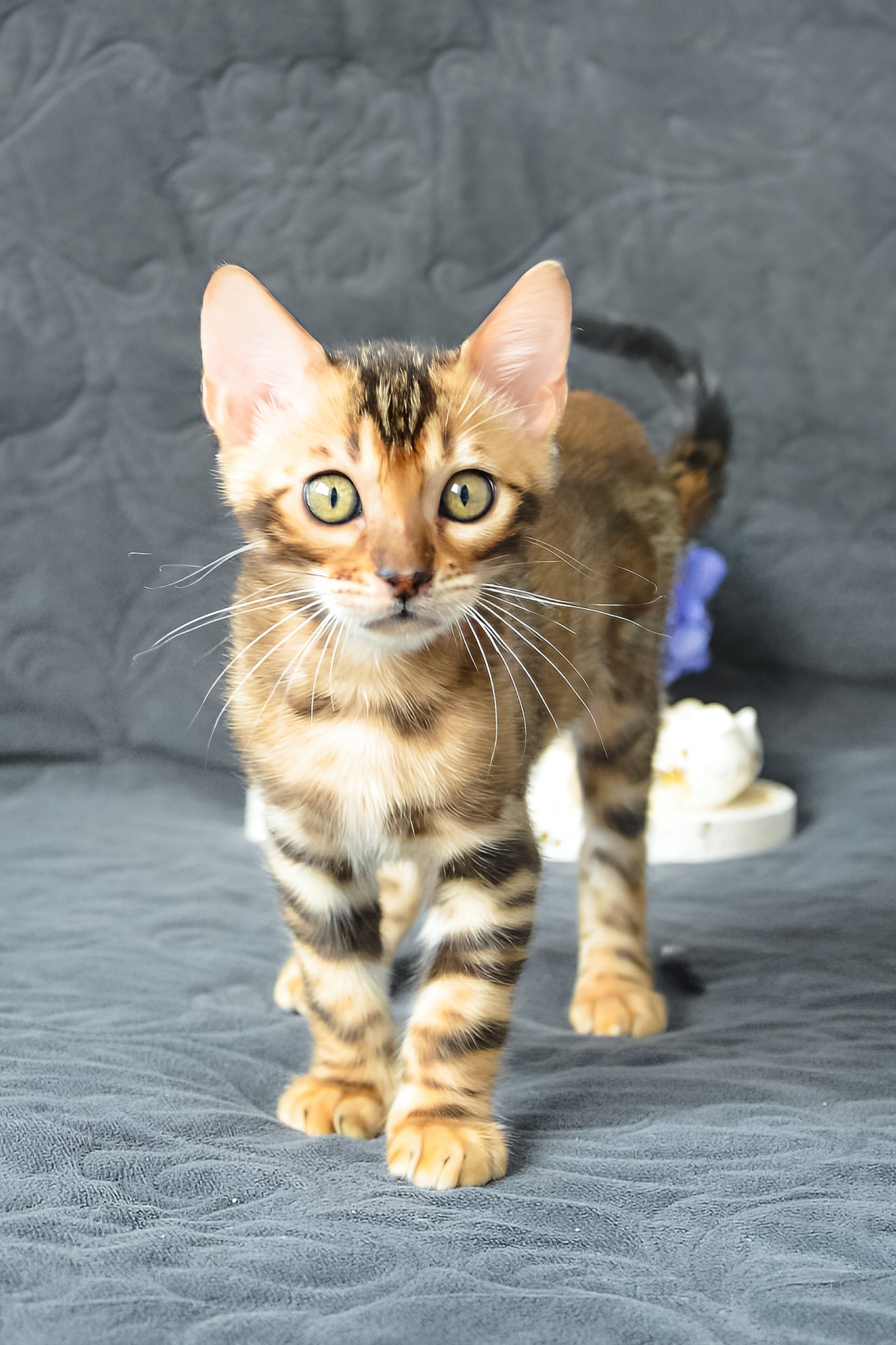 Meet Kupidon the Playful Bengal Kitten