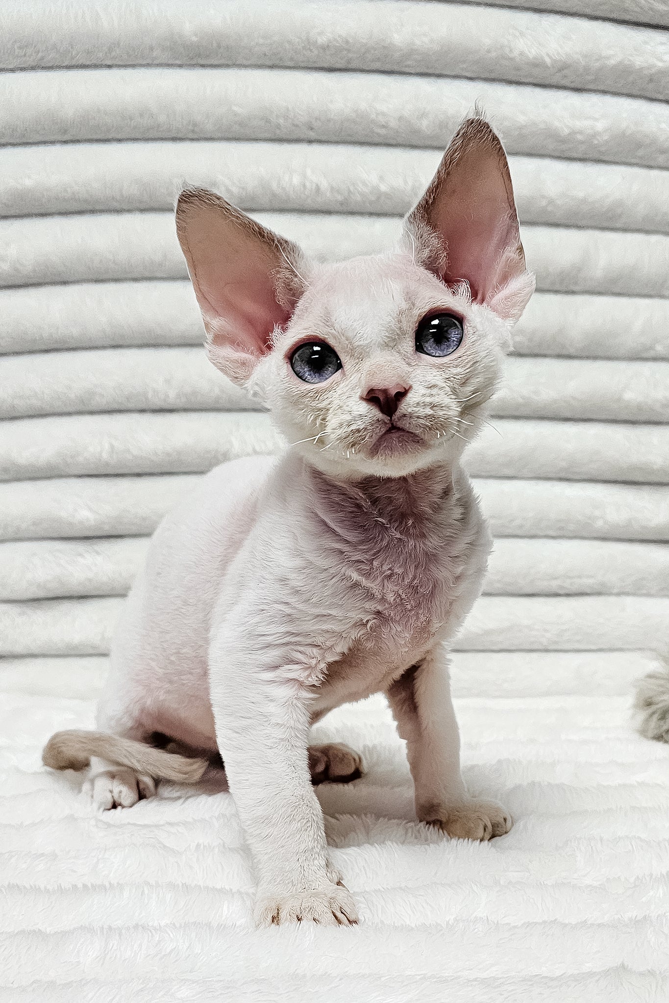 Devon Rex Kitten Ivan with Striking Blue Eyes