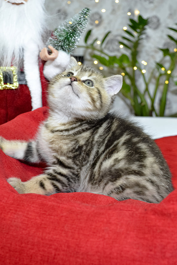 Adopt Jerry, a Lovable Scottish Straight Kitten