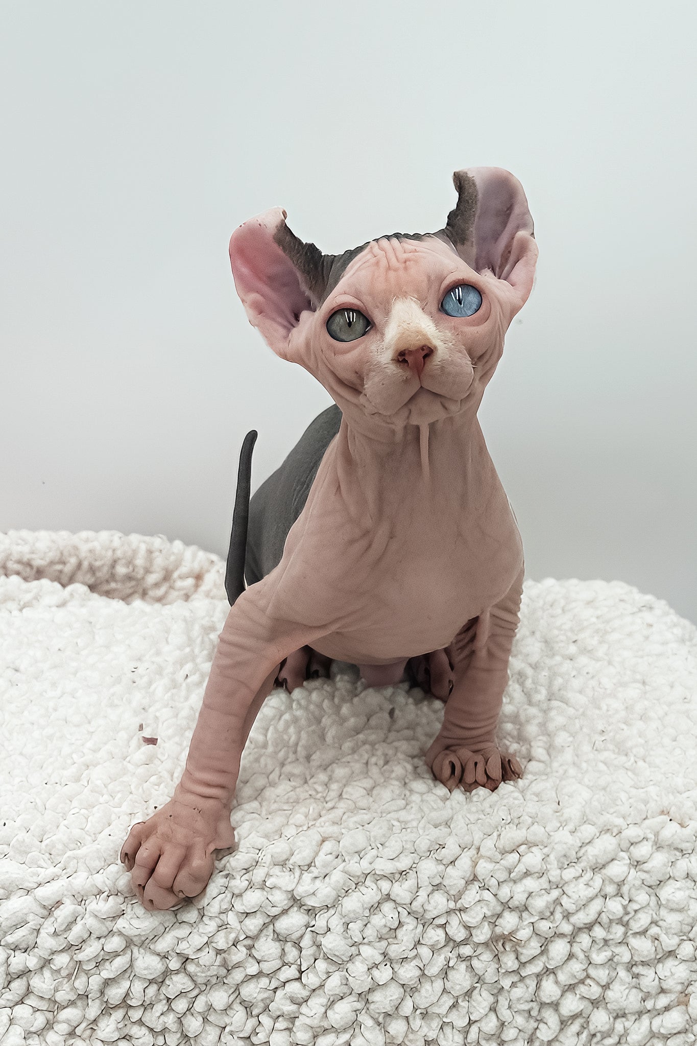 Marilyn Dwelf Sphynx Kitten with Odd Eyes