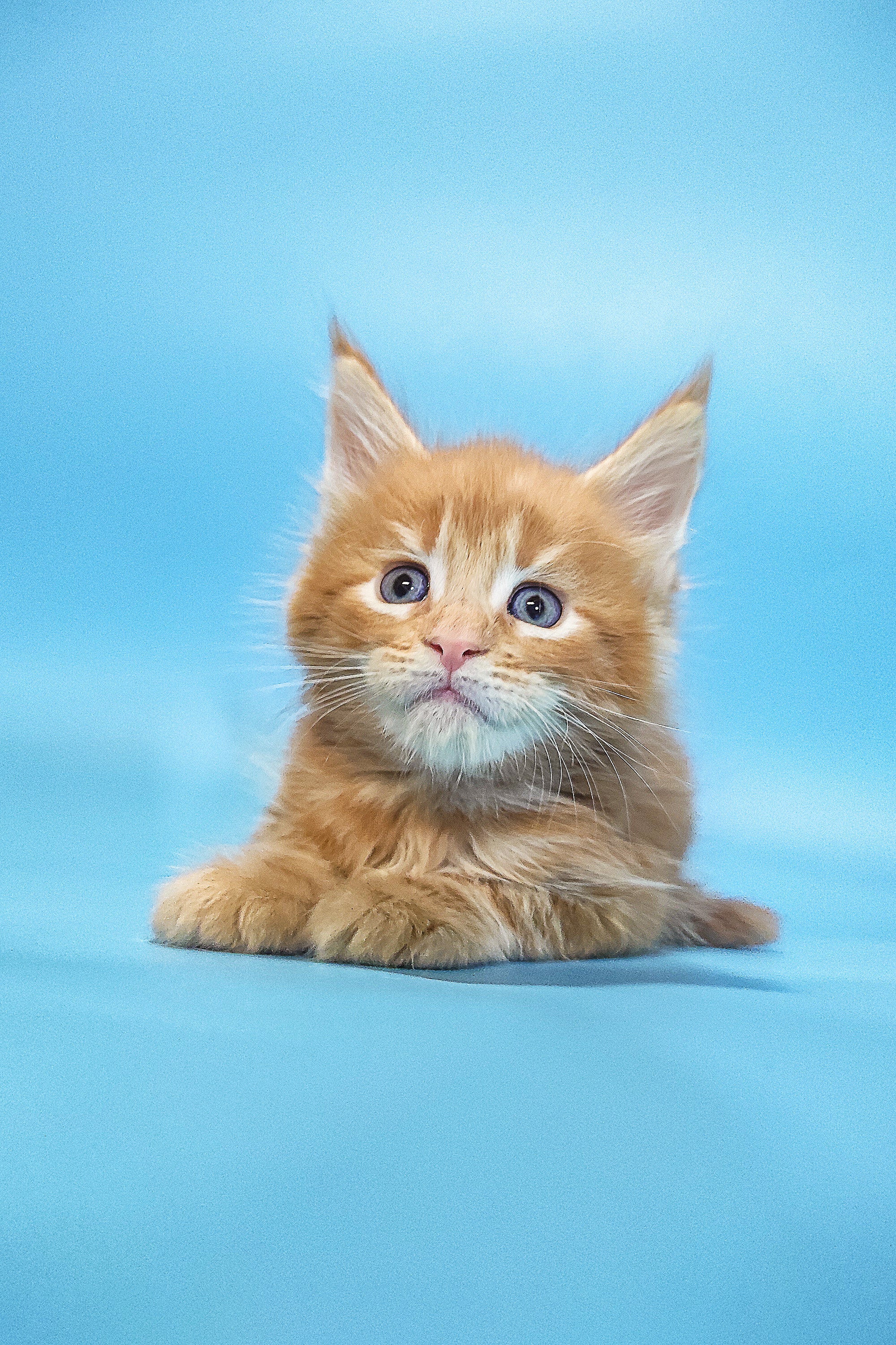 Adopt your Sweet Maine Coon Kitten, May! – Purebred Kitties
