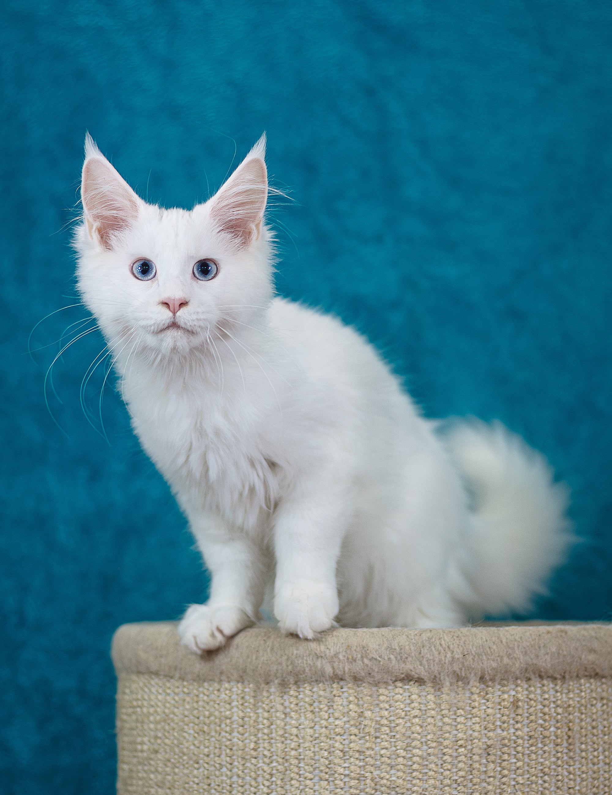 Maine Coon Ragdoll Mix: the Ultimate Feline Buddy! – Purebred Kitties