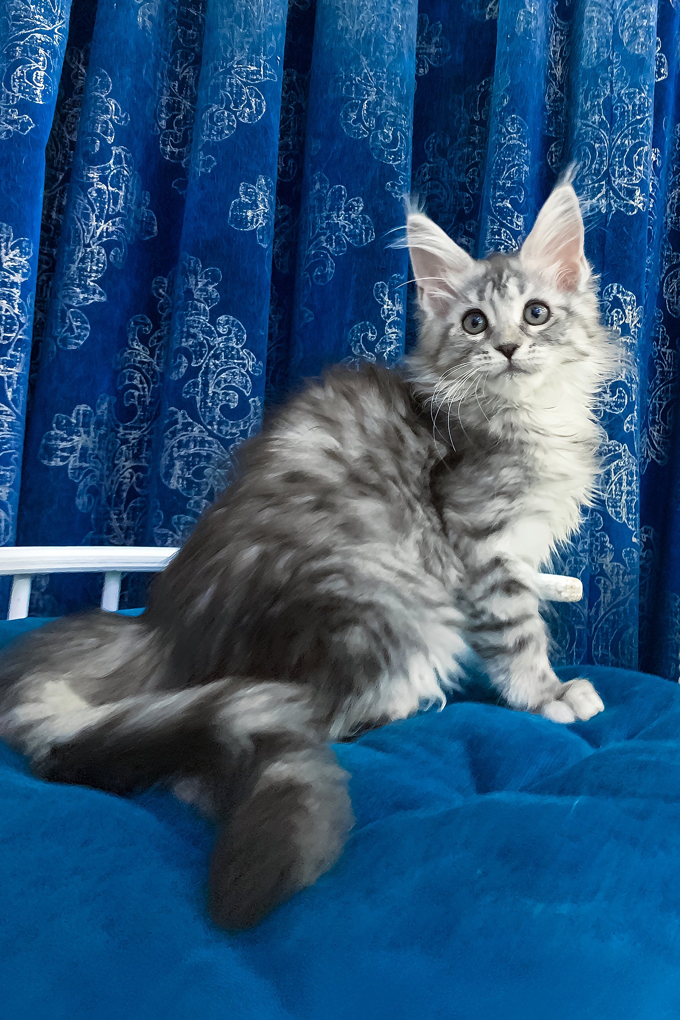 Mia the Fluffy Maine Coon Kitten