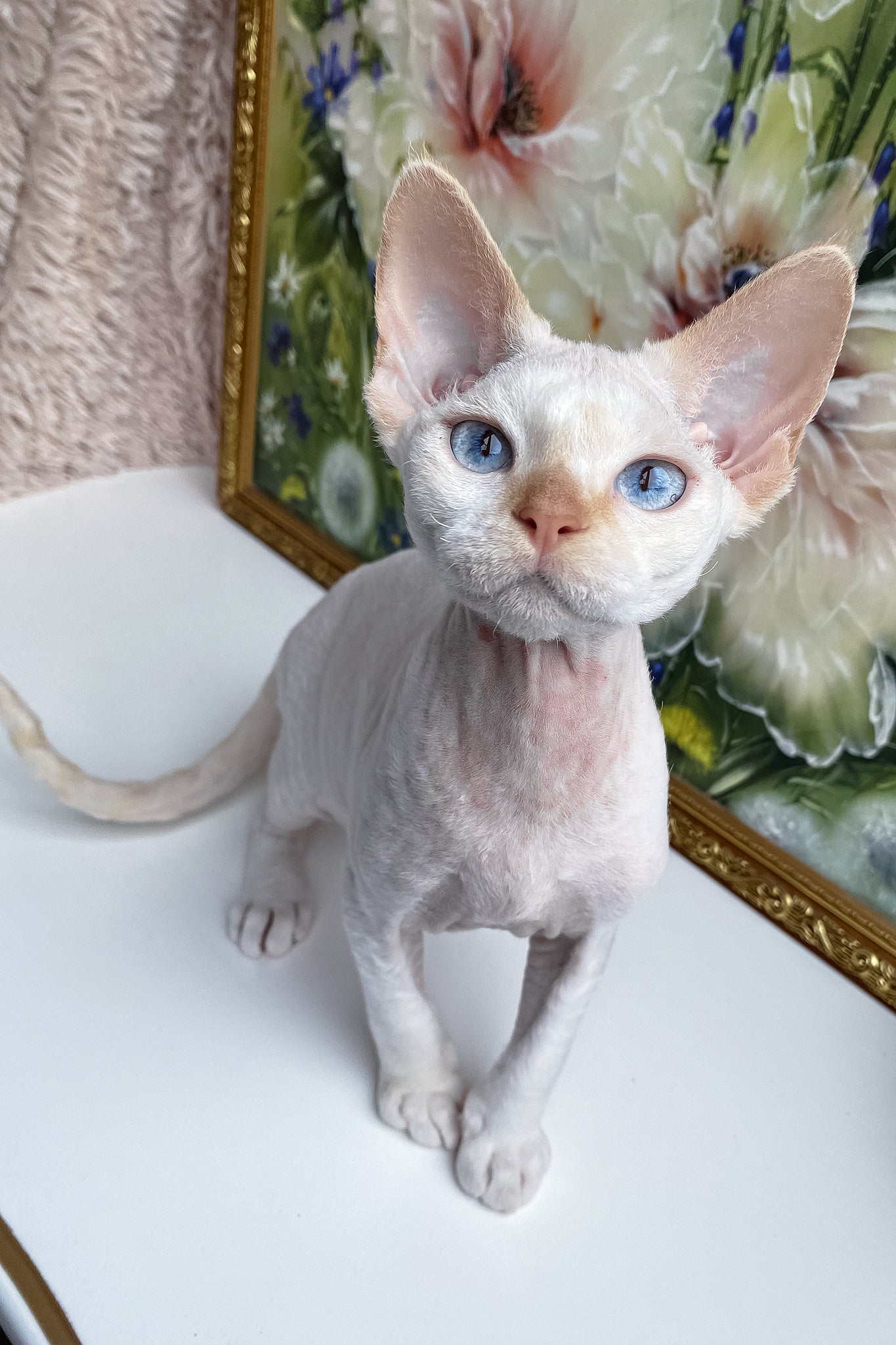 Michelle Devon Rex Kitten with cream point van Coat