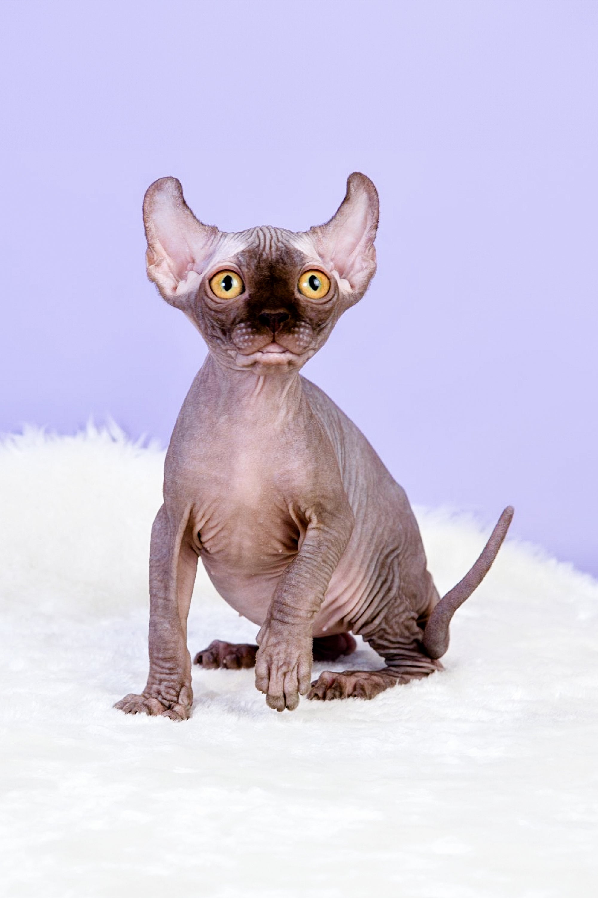 Mira the Canadian Elf Sphynx Kitten Awaits You