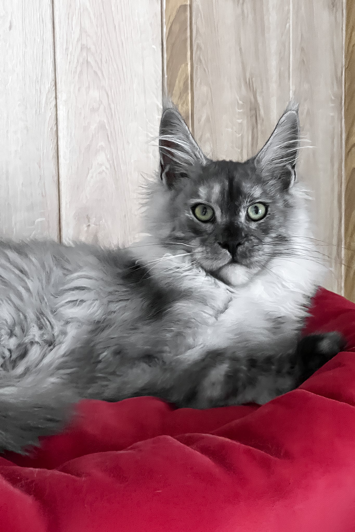 Meet Polly: Gray-Eyed Maine Coon Kitten