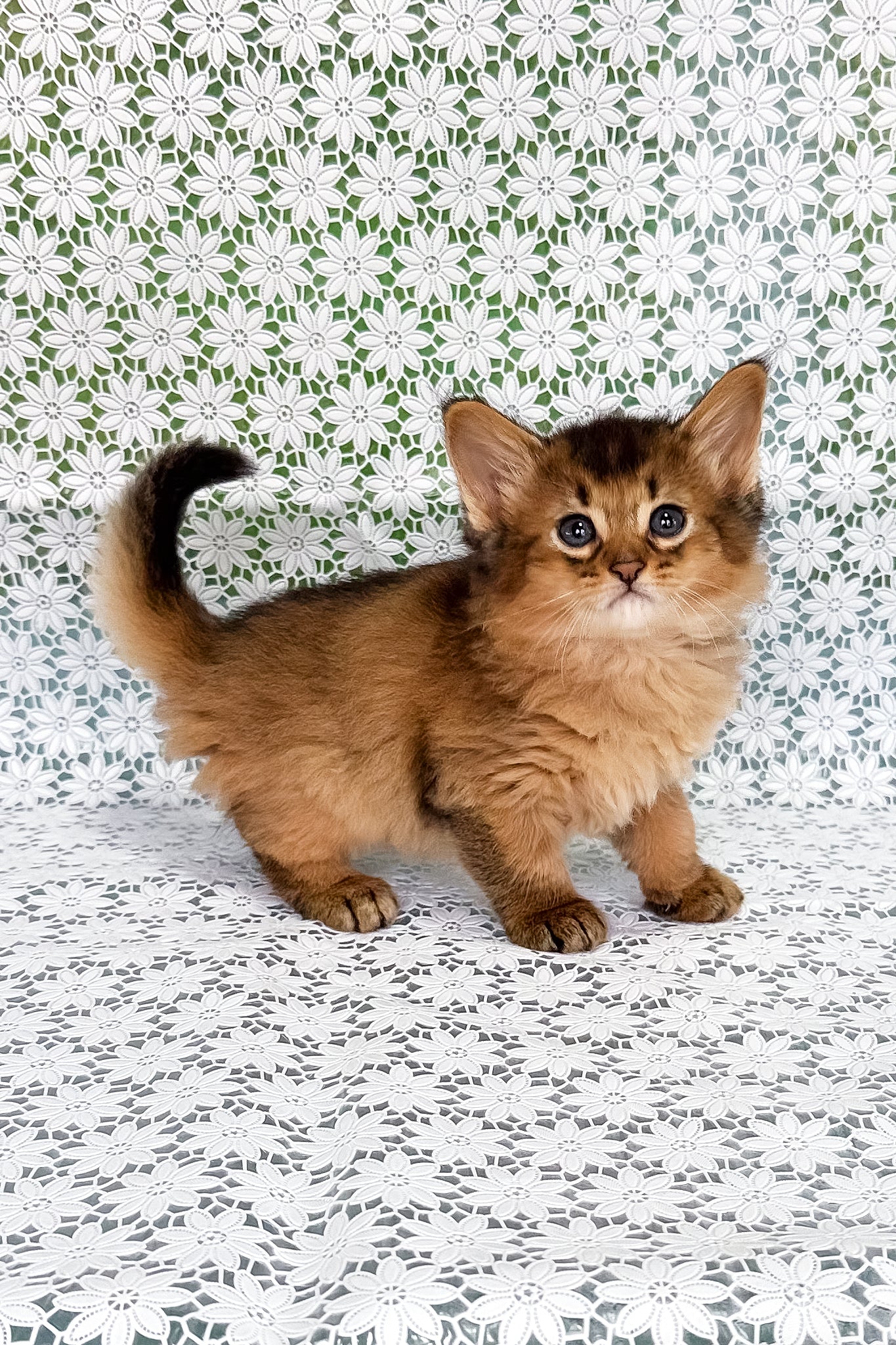 Meet Sakar Fluffy Ruddy Somali Kitten with Yellow Eyes