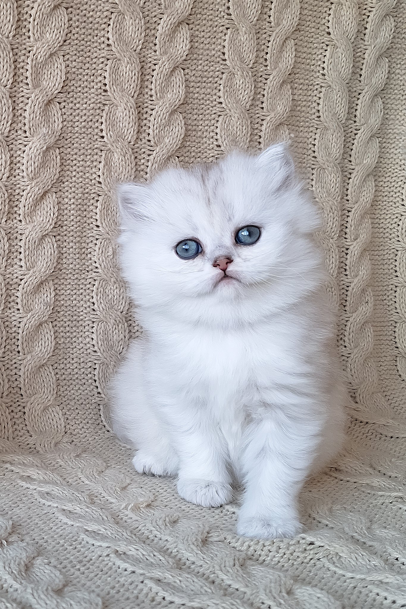 Simon the Scottish Straight Longhair – A Glimpse of Green-Eyed Magic