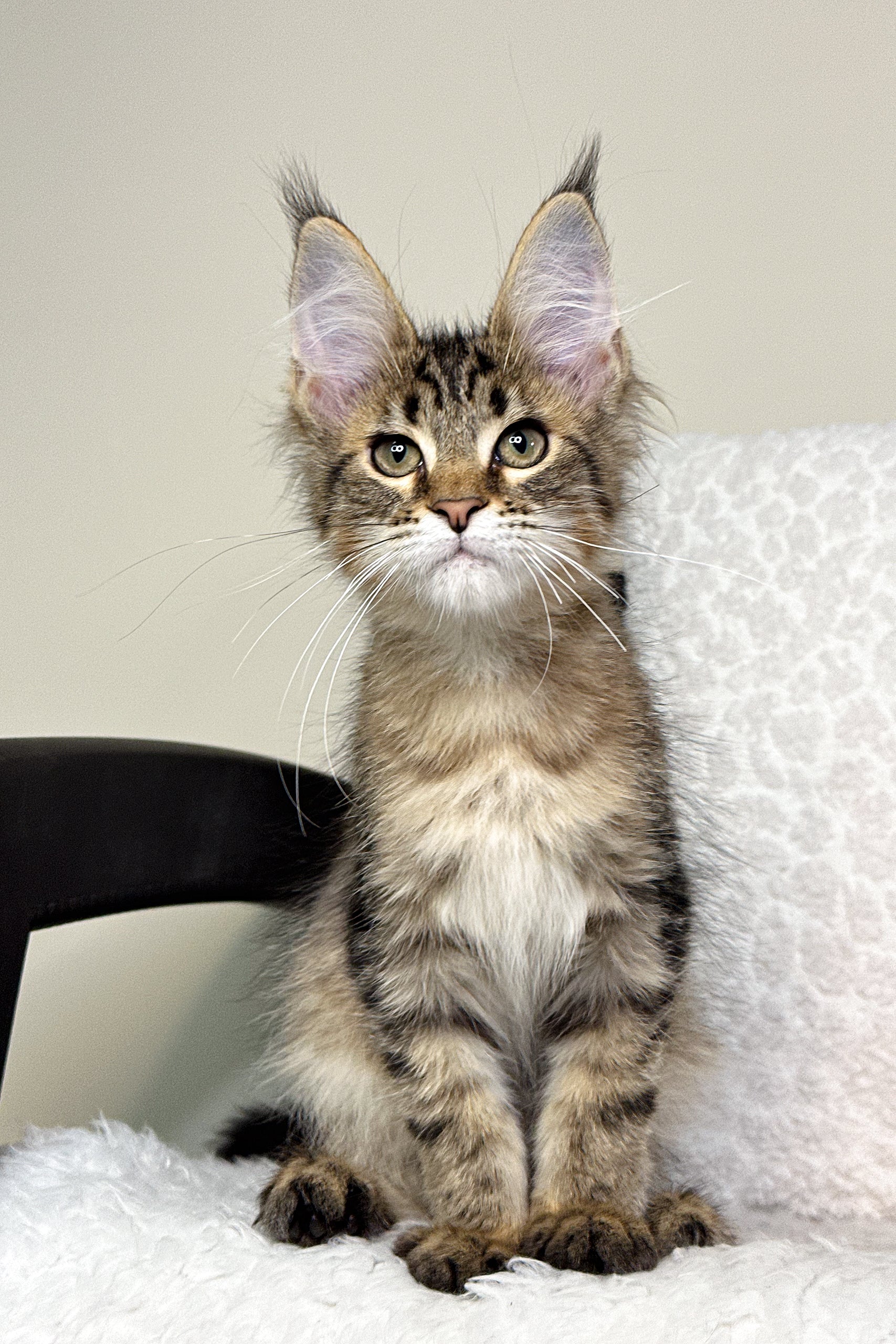 U'Ramsey Adorable Maine Coon Kitten with Ear Tufts