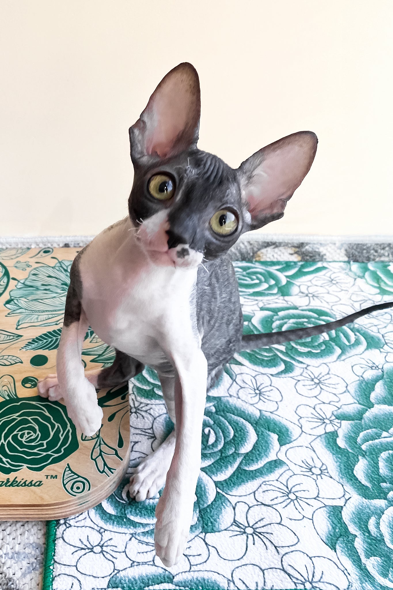 Adopt Ulita: A Lovable Cornish Rex Kitten
