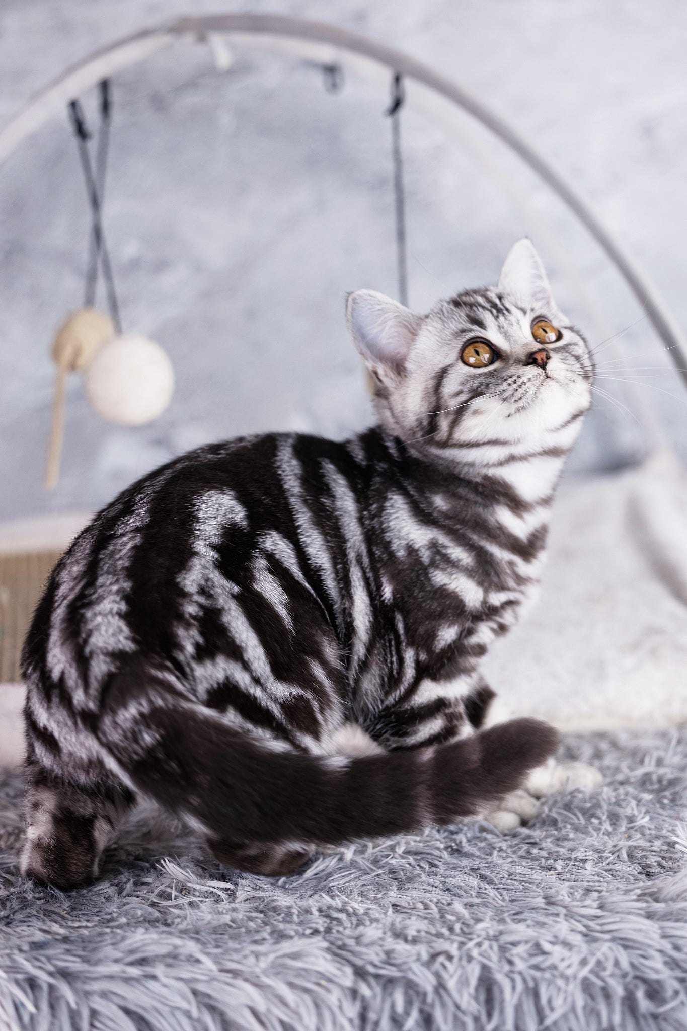 Wizard the Scottish Straight – A Glimpse of Orange-Eyed Magic