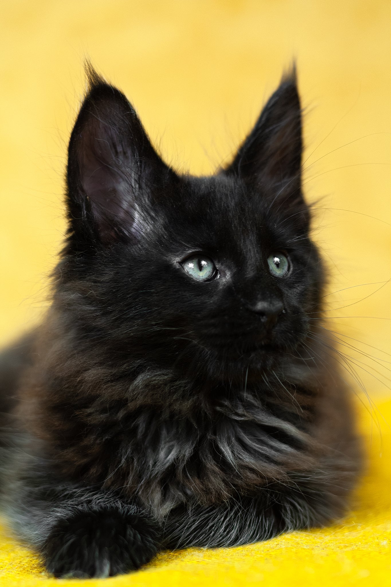 Meet Night: Orange-Eyed Maine Coon Kitten