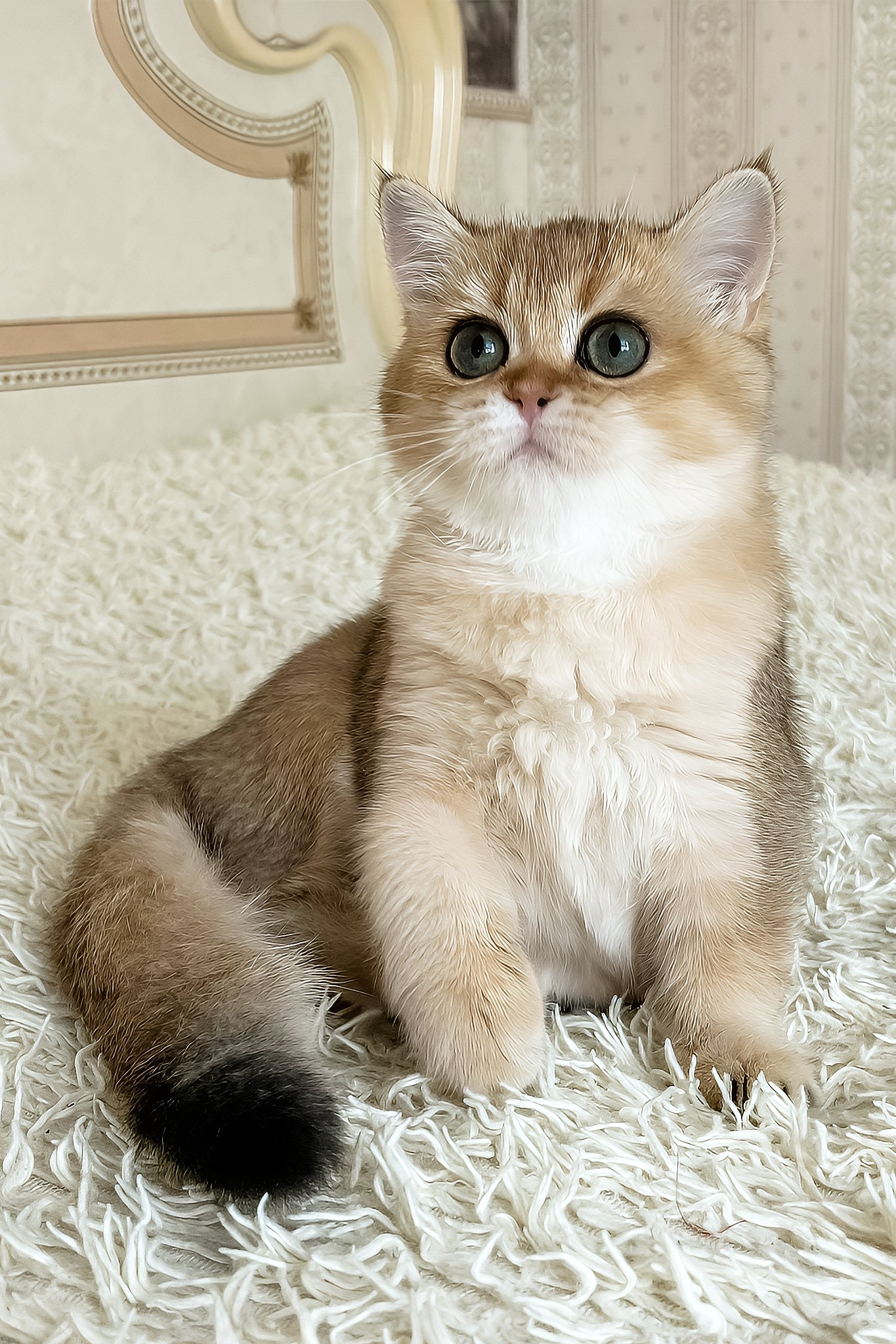 Xusha British Shorthair Kitten with Emerald Green Eyes