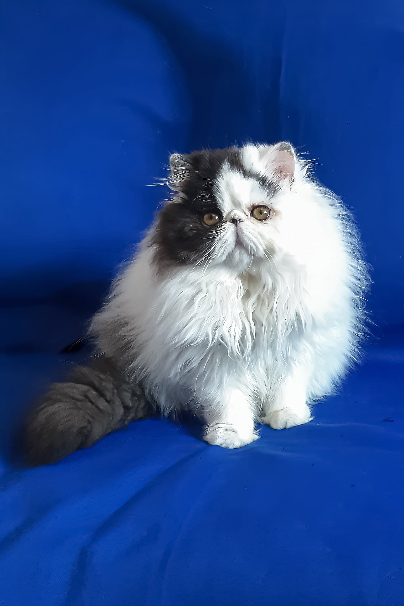 Meet Yuri Your Fluffy Persian Kitten
