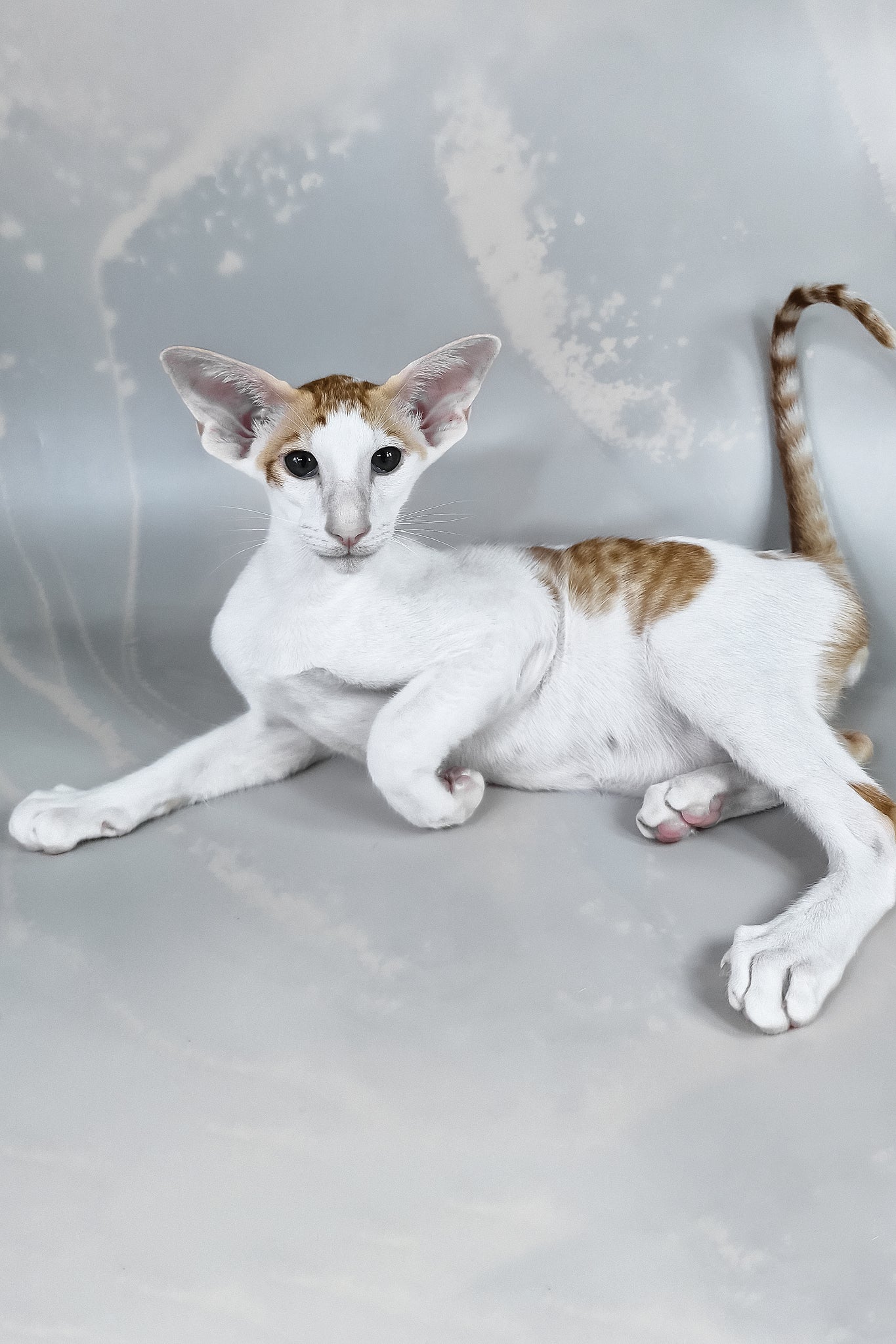 Zefir: The Playful & Affectionate Red Spotted Tabby and White Oriental ...