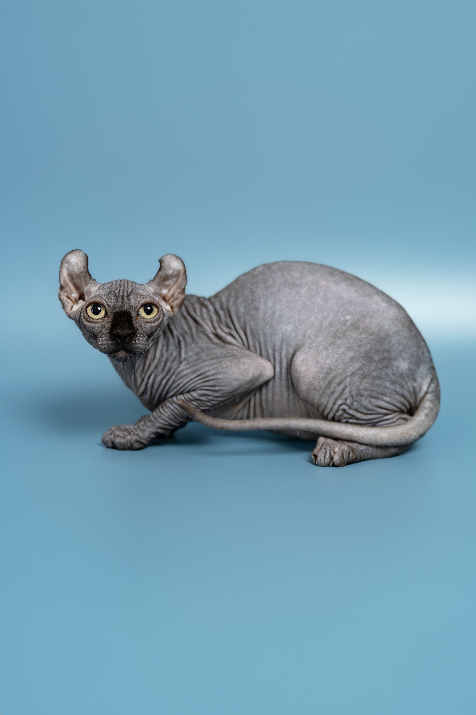 Peper the Loving Elf Sphynx Kitten with Bright Eyes