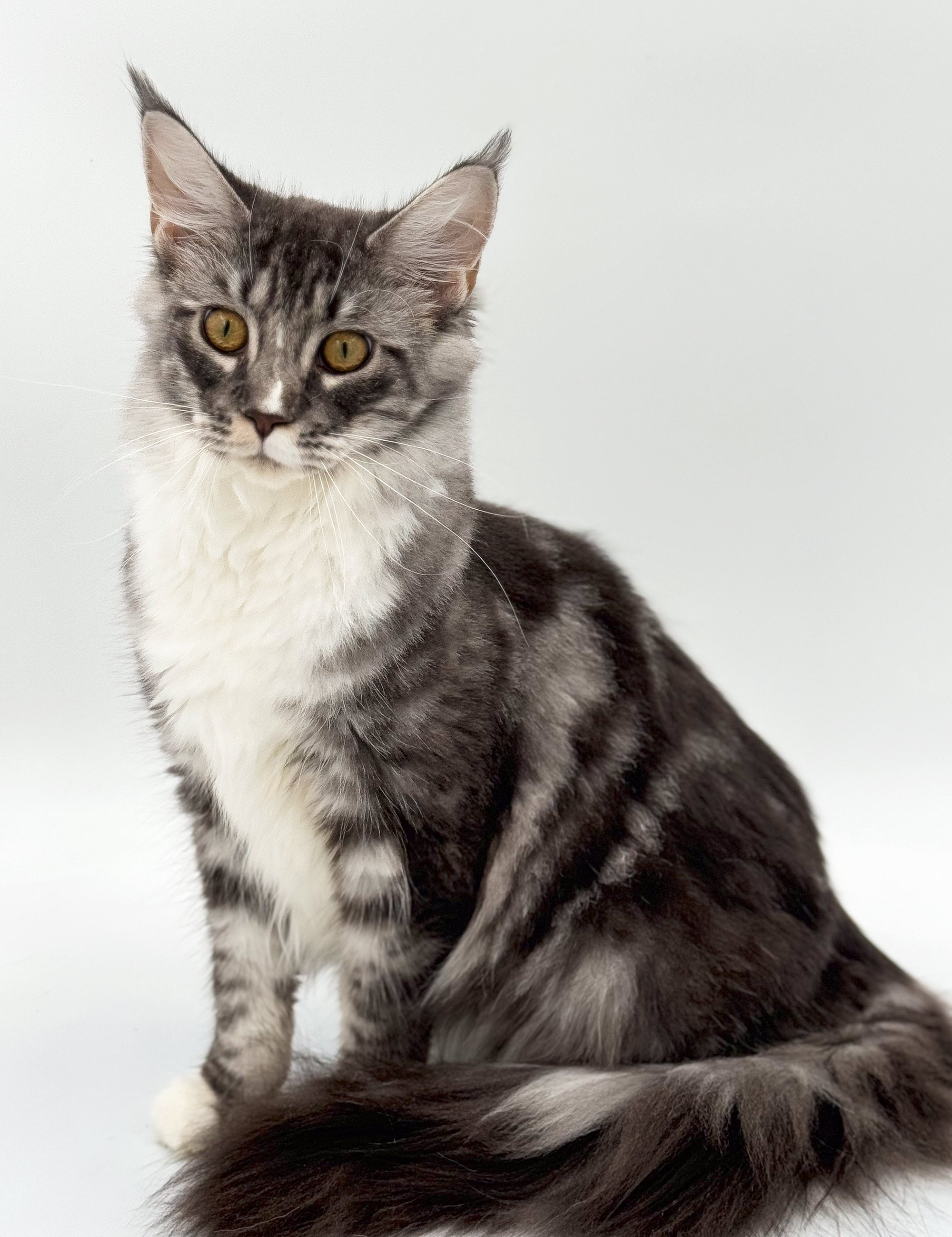 Discover the Unique Devon Rex Cat - Your Ultimate Care Guide – Purebred ...