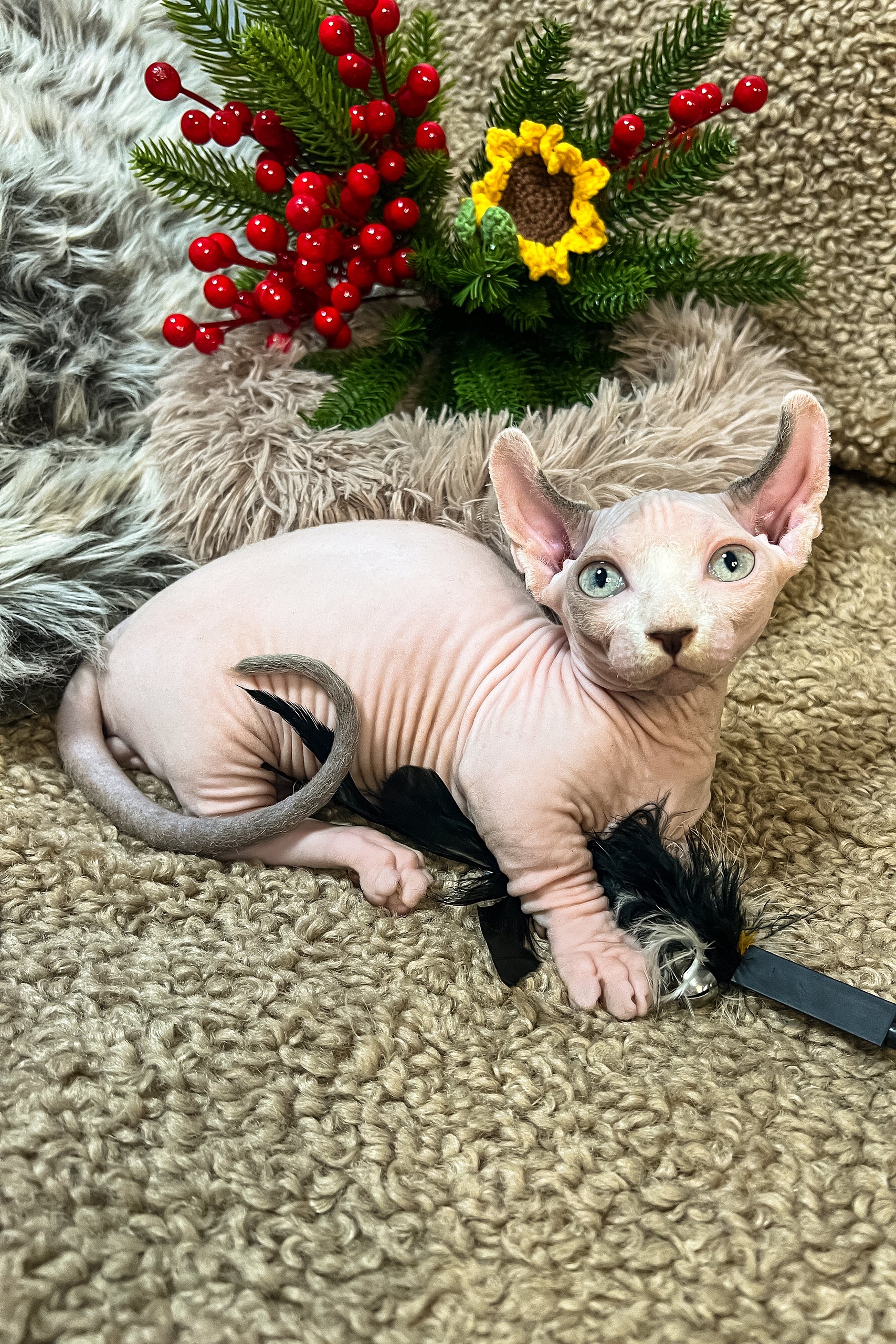 Archie the Adorable Dwelf Sphynx Kitten