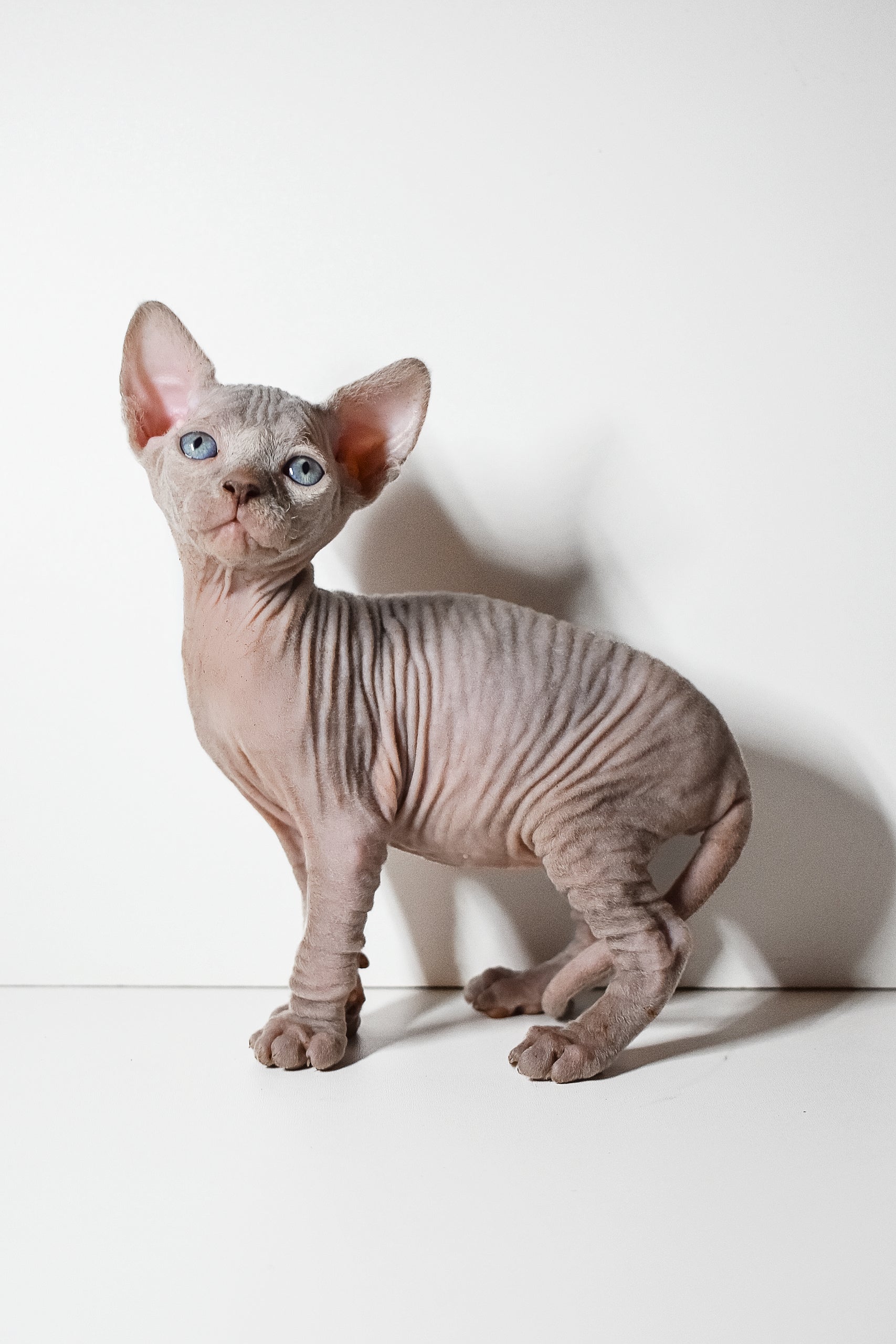 Adopt Basta, Your Loving Elf Sphynx Kitten Today – Purebred Kitties