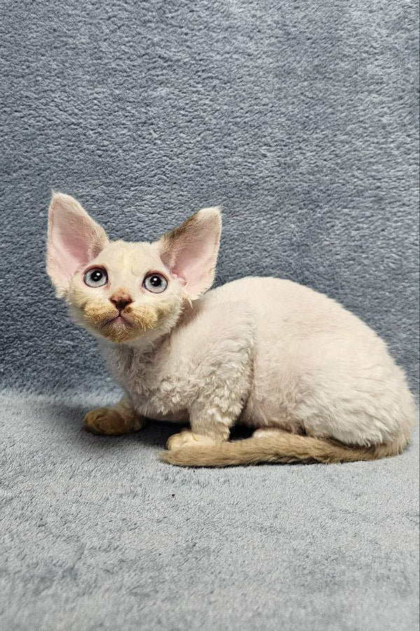 Adorable Icecream: your Perfect Devon Rex Kitten – Purebred Kitties