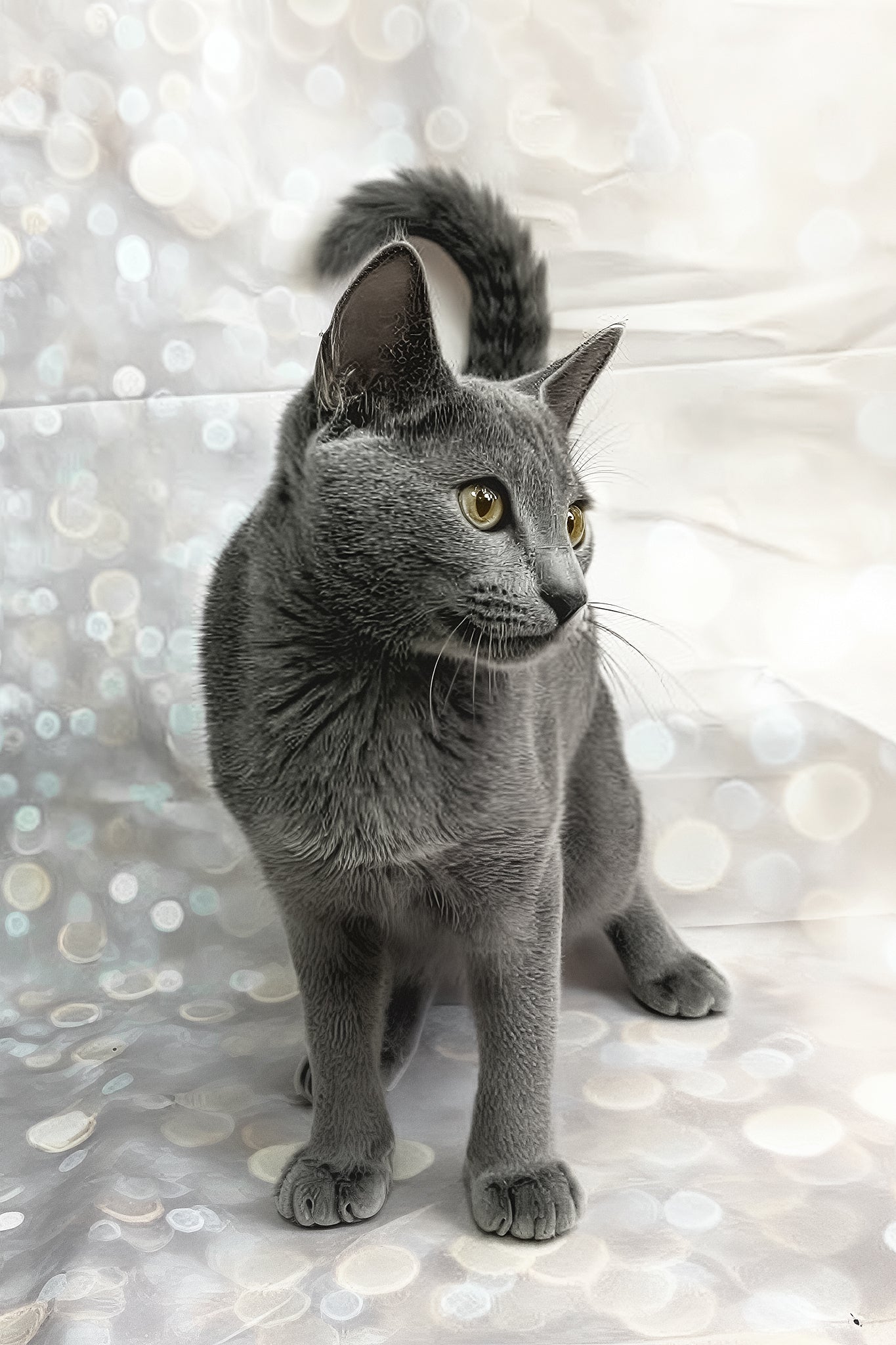 Meet Kalima: Your Adorable Russian Blue Kitten